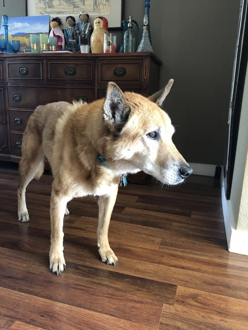 Carson the Wonder Dog — Chelle Summer