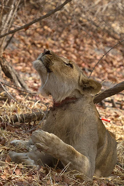 Wildlife Rescue — Conservation South Luangwa