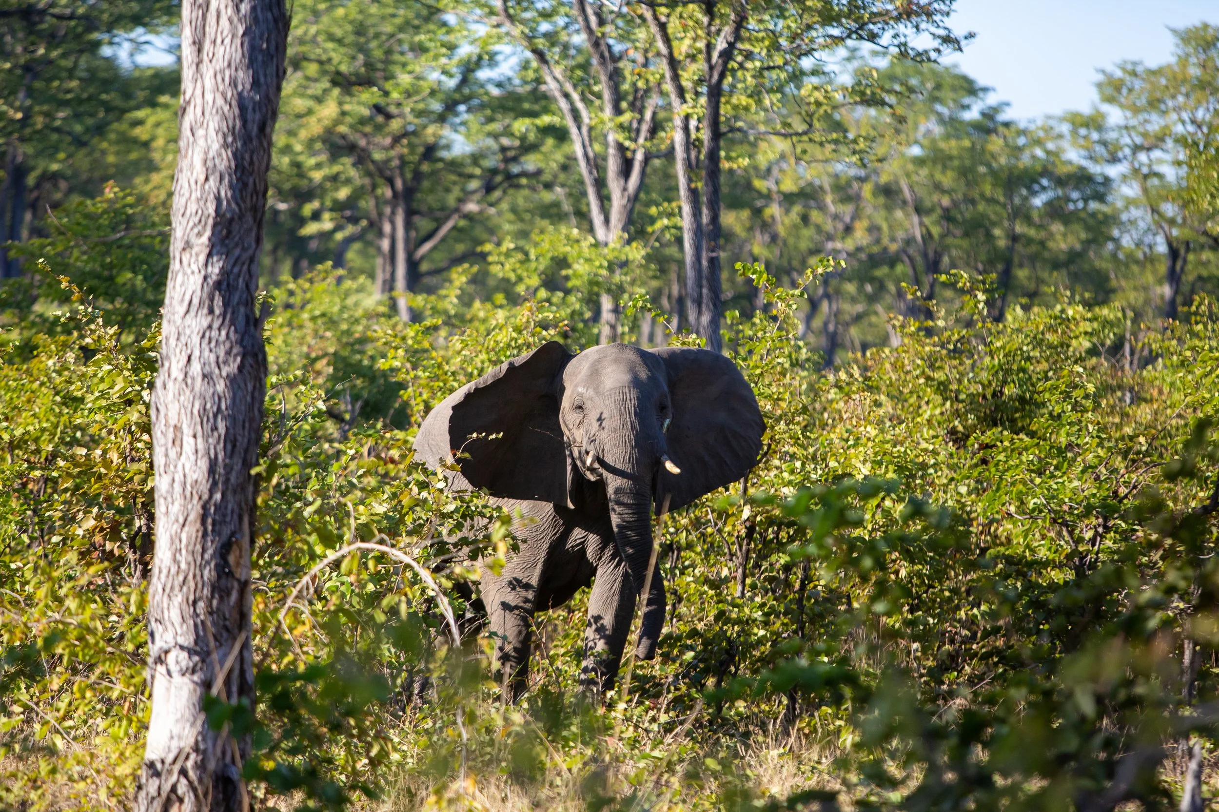 Conflict mitigation — Conservation South Luangwa