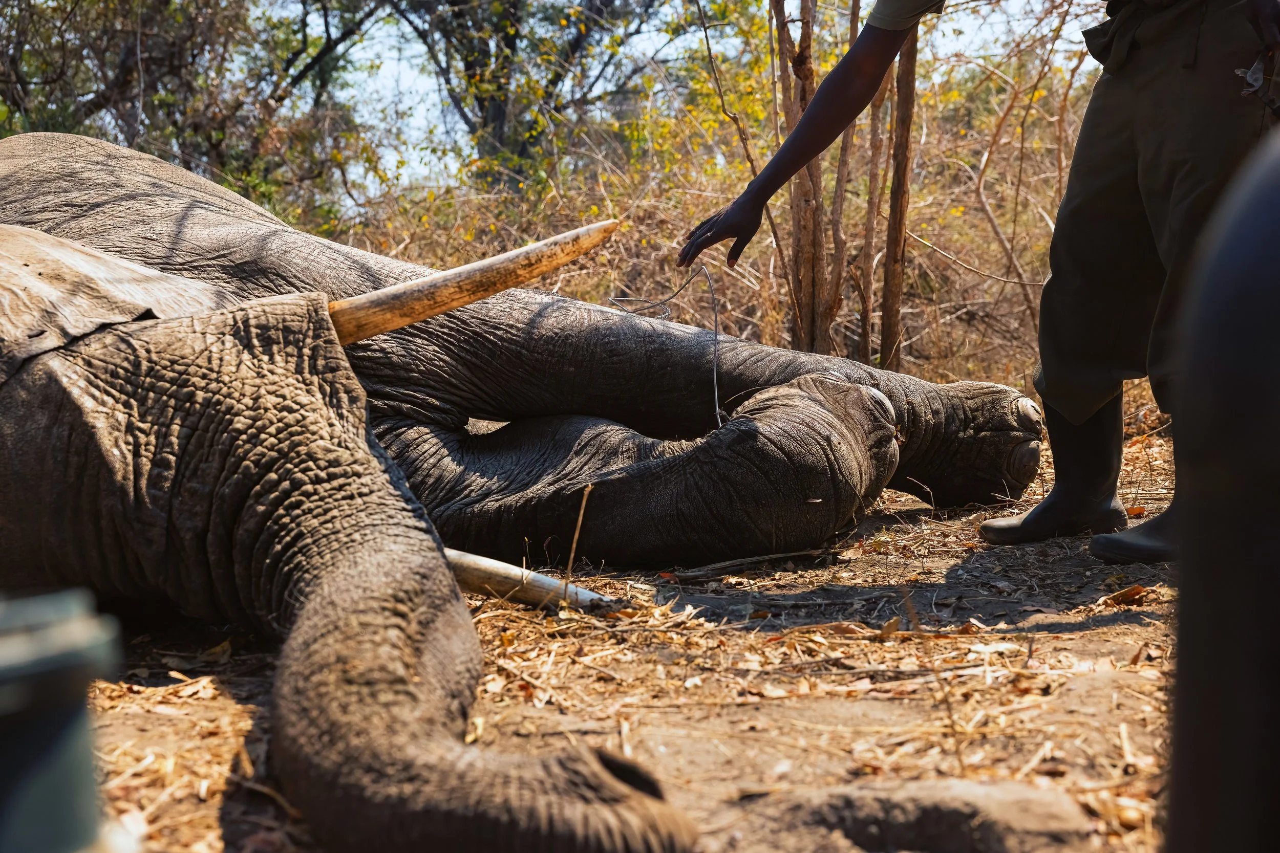 Wildlife rescue — Conservation South Luangwa