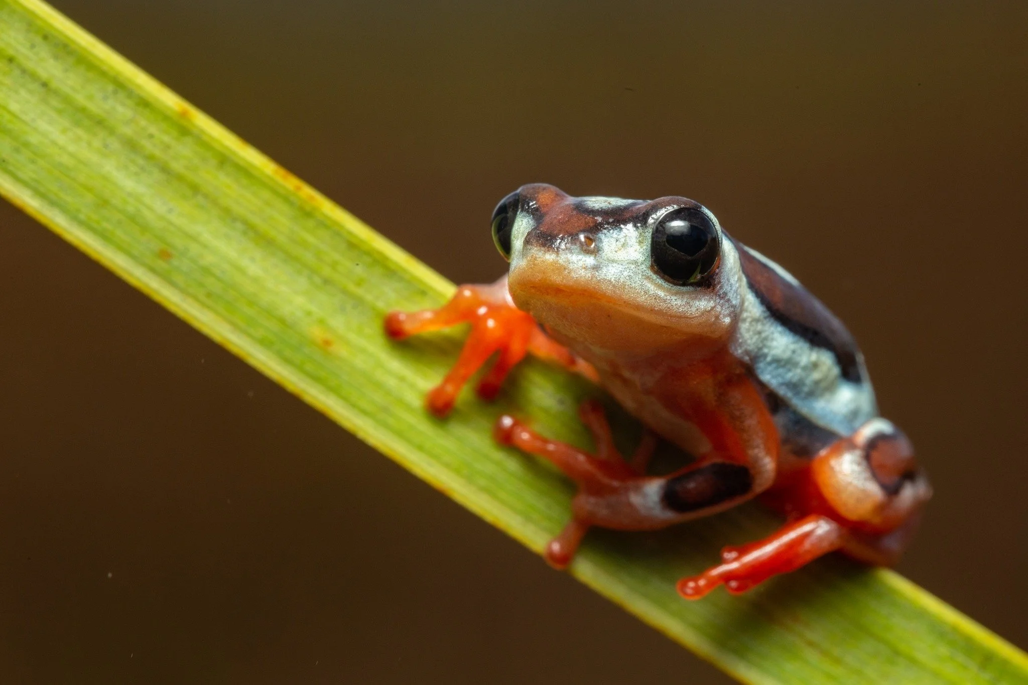 Conservation South Luangwa