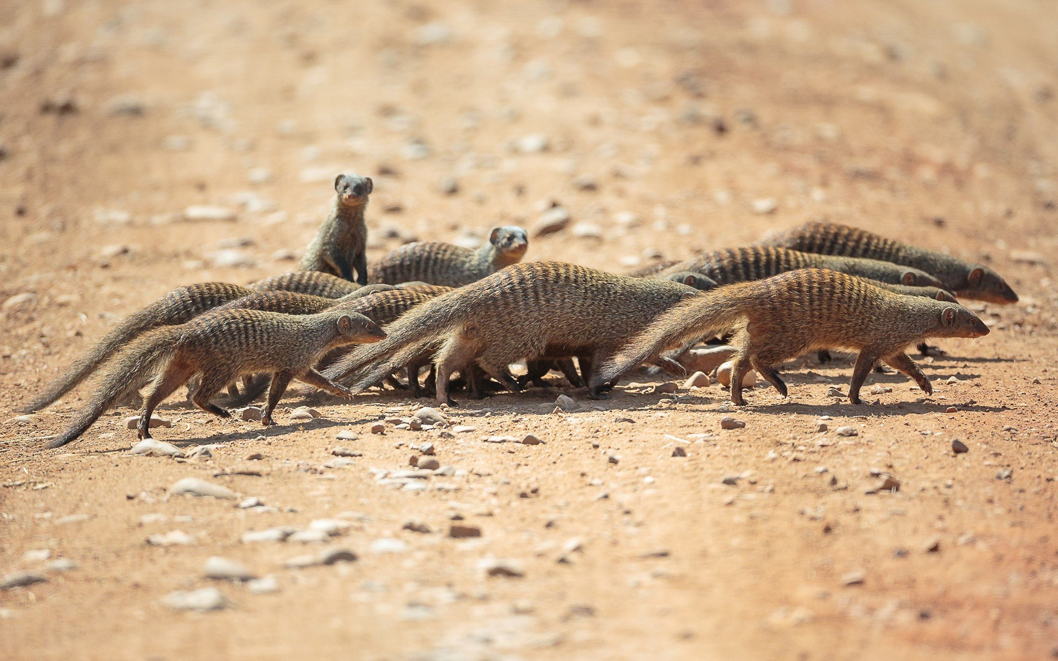 Conservation South Luangwa