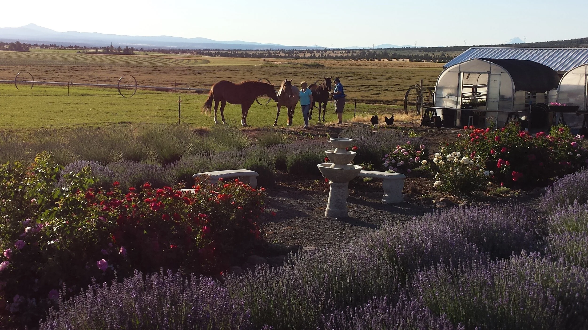 The Farm — CASCADE LAVENDER