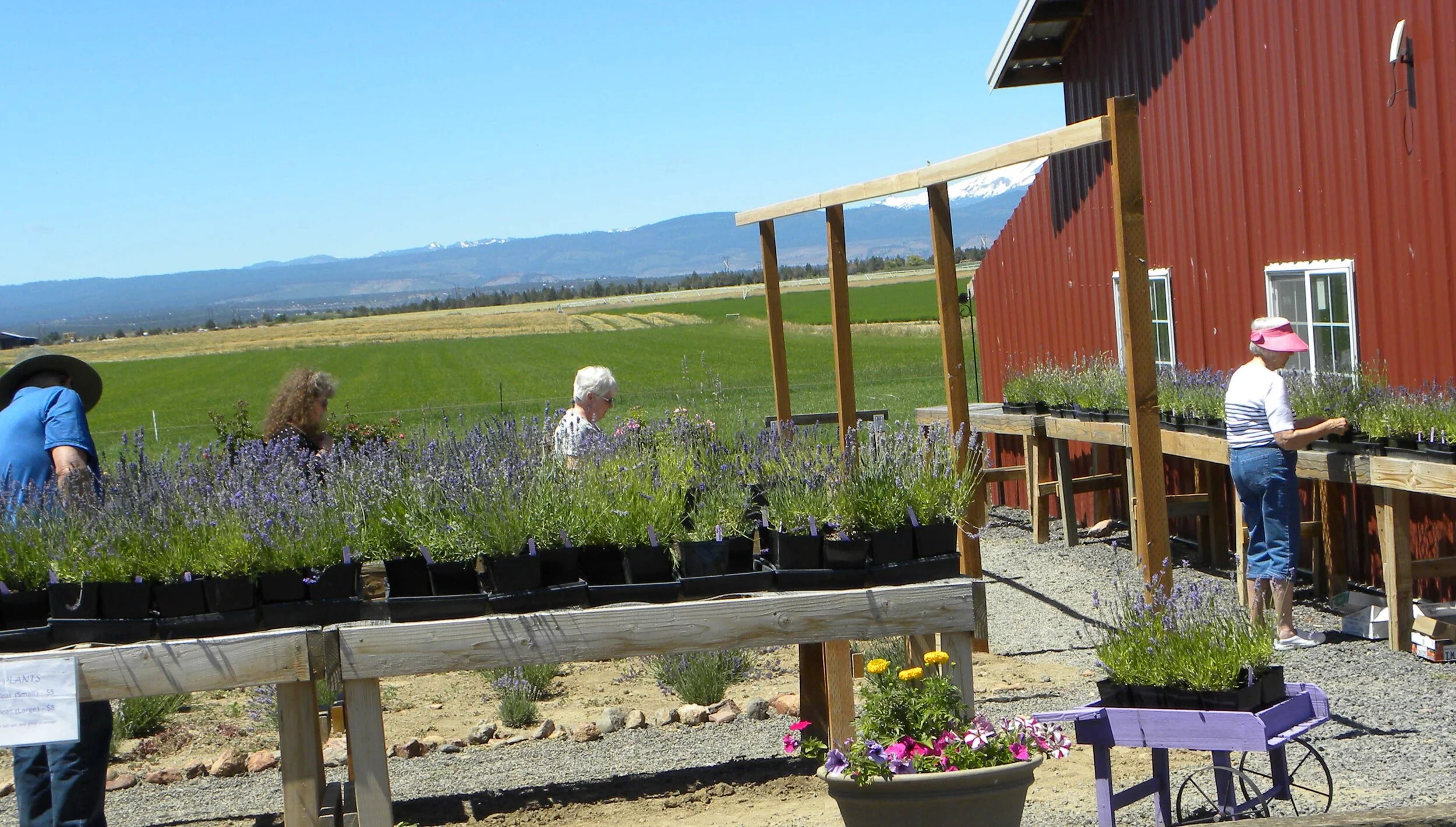 The Farm — CASCADE LAVENDER