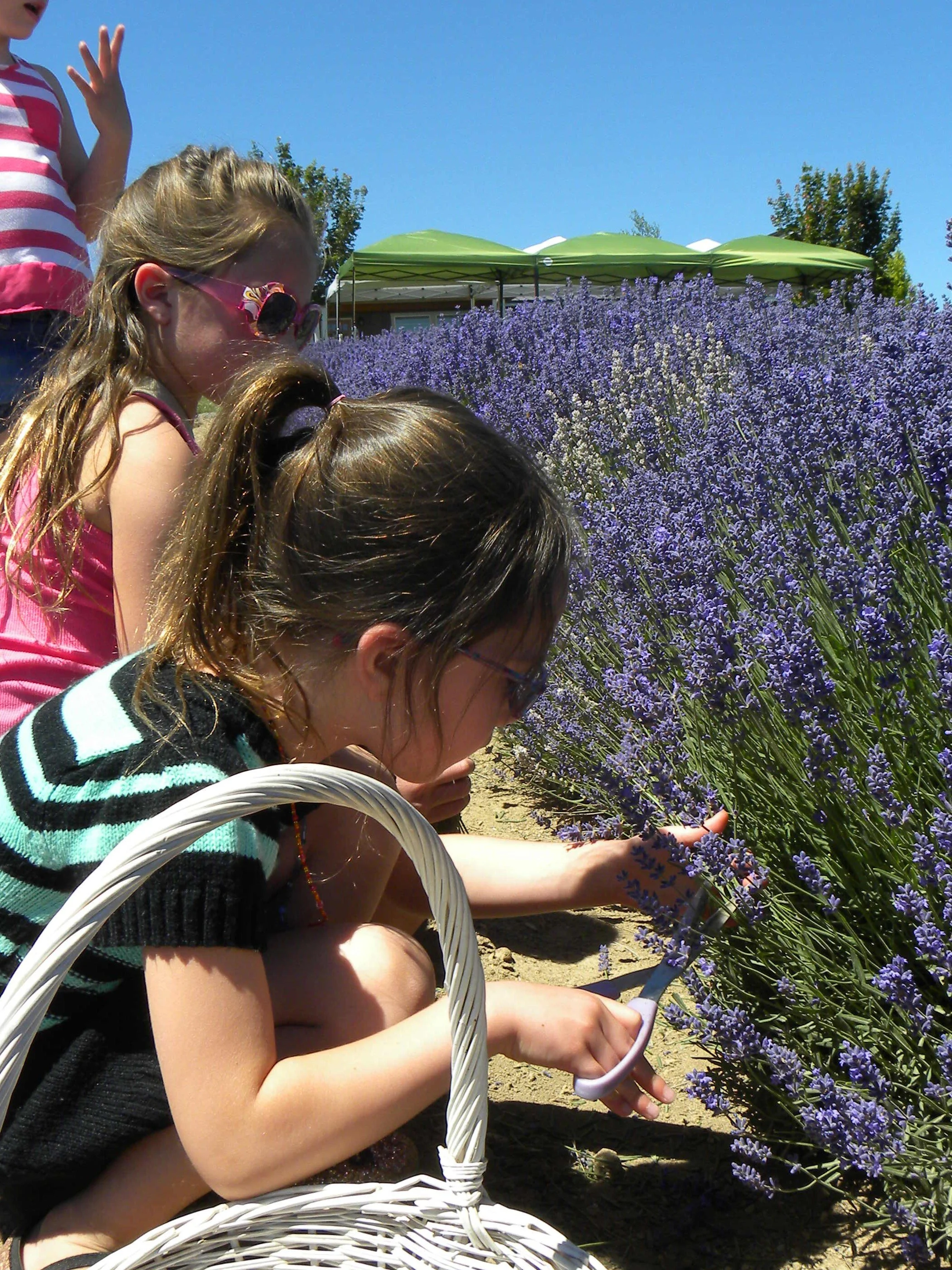The Farm — CASCADE LAVENDER