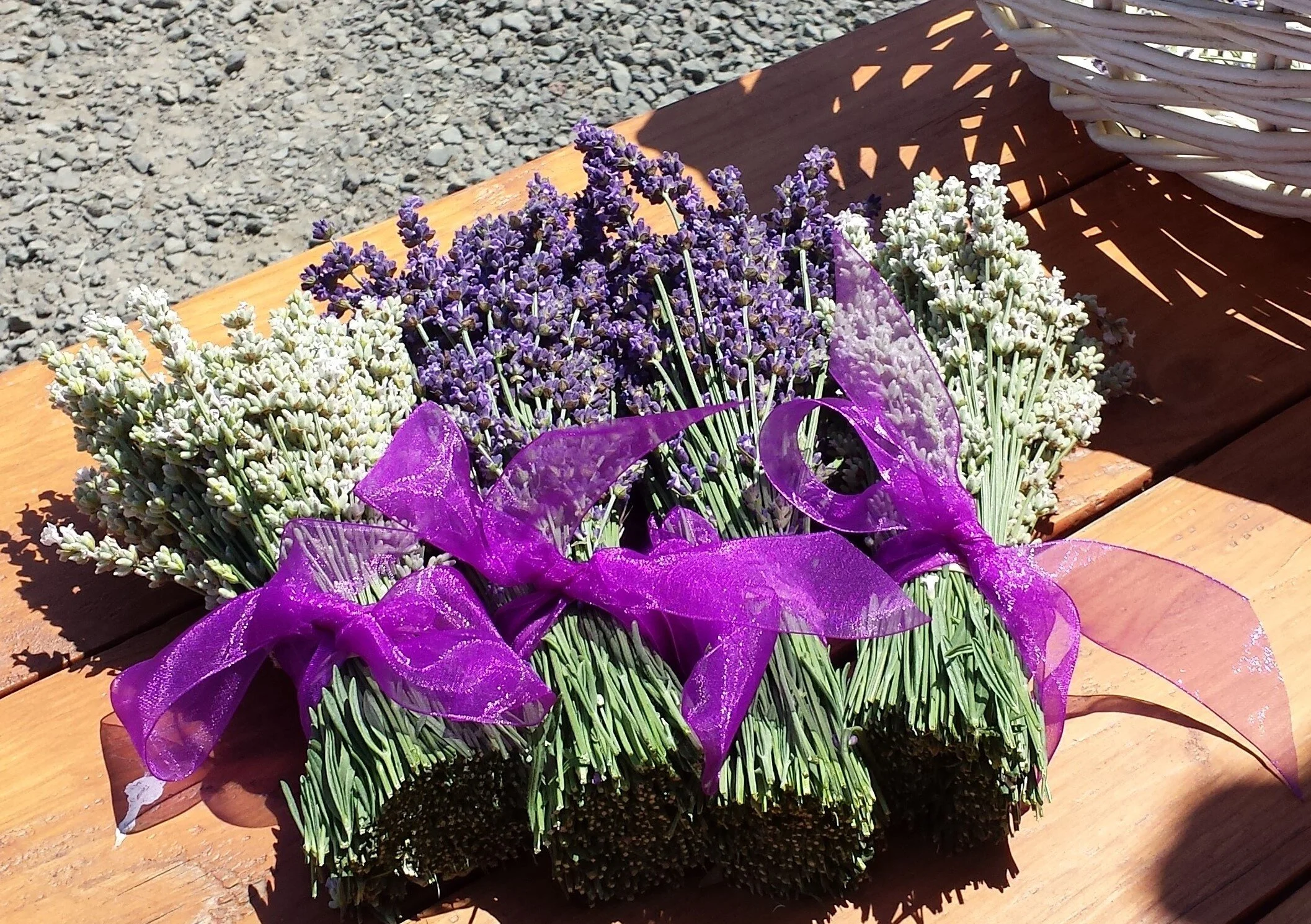 CASCADE LAVENDER
