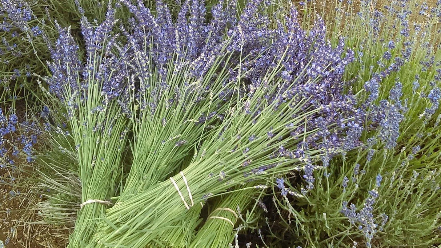 About Us — CASCADE LAVENDER