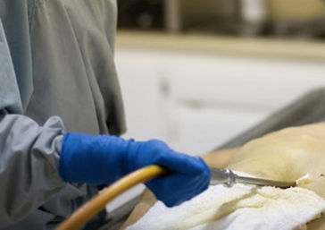 Embalming Procedure Photos