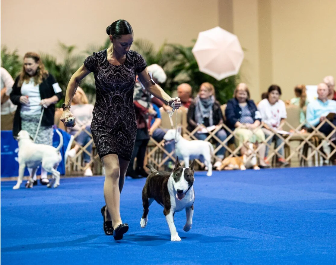 The Legacy — Delicious Bull Terriers