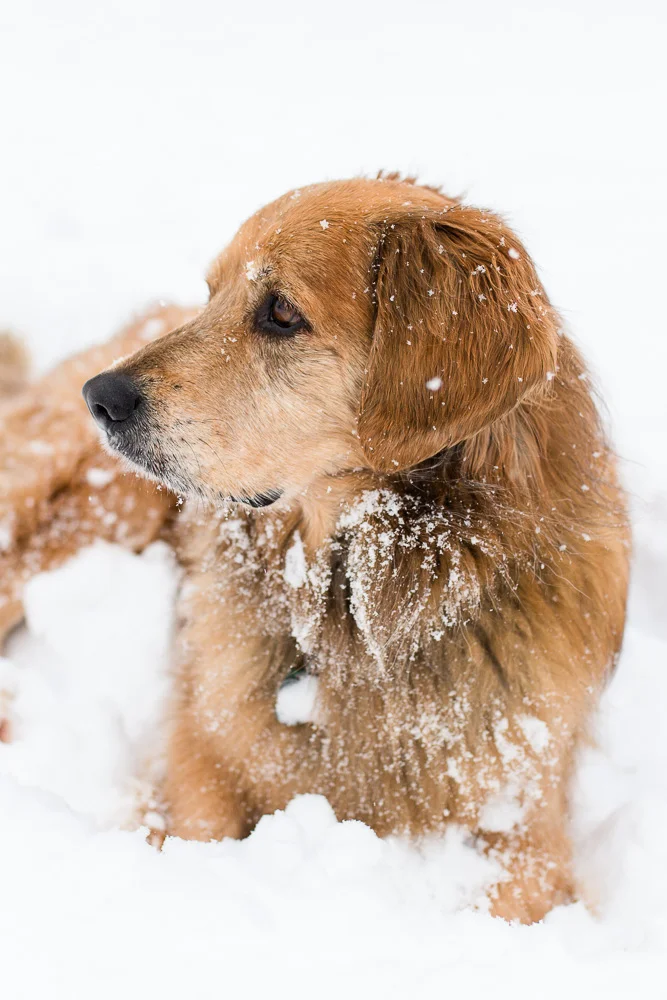 Northern Virginia Snowy Dog Photo Shoot | Carolyn and Josh (and Hiro ...