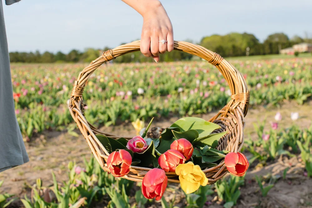 Tulip Field Surprise Proposal at Burnside Farms | Nokesville, VA ...