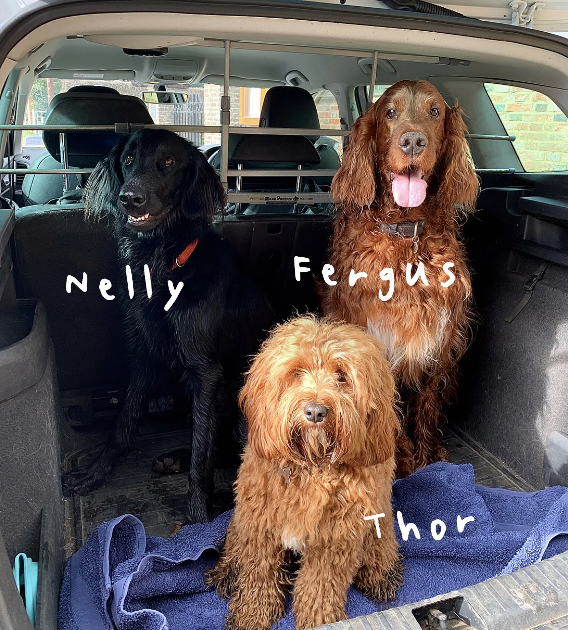 oxford pet — The Woof + Whistle Blog - Dog Walking & Sitting Advice