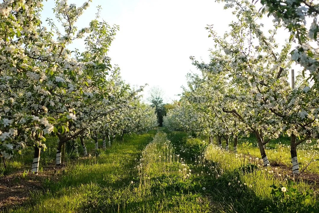 Campbell's Orchards