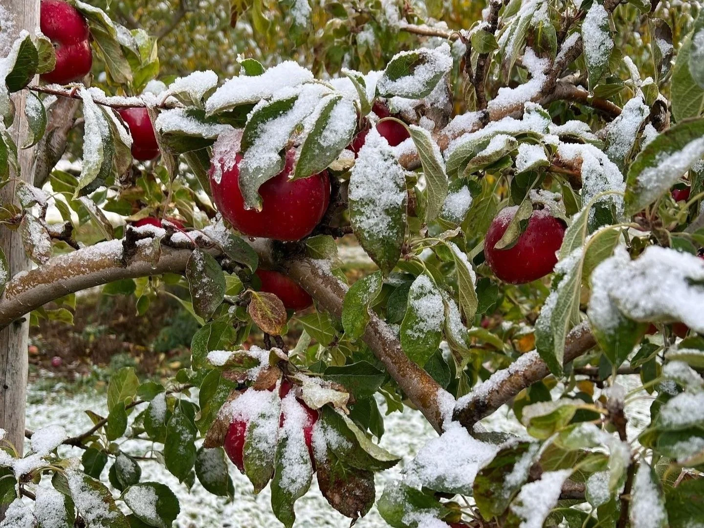 Campbell's Orchards