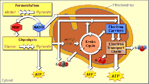Everything You Should Know About Creatine — Massenomics