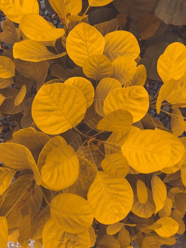 Berberine for PCOS: A Comprehensive Guide to Natural Relief — PCOS Living