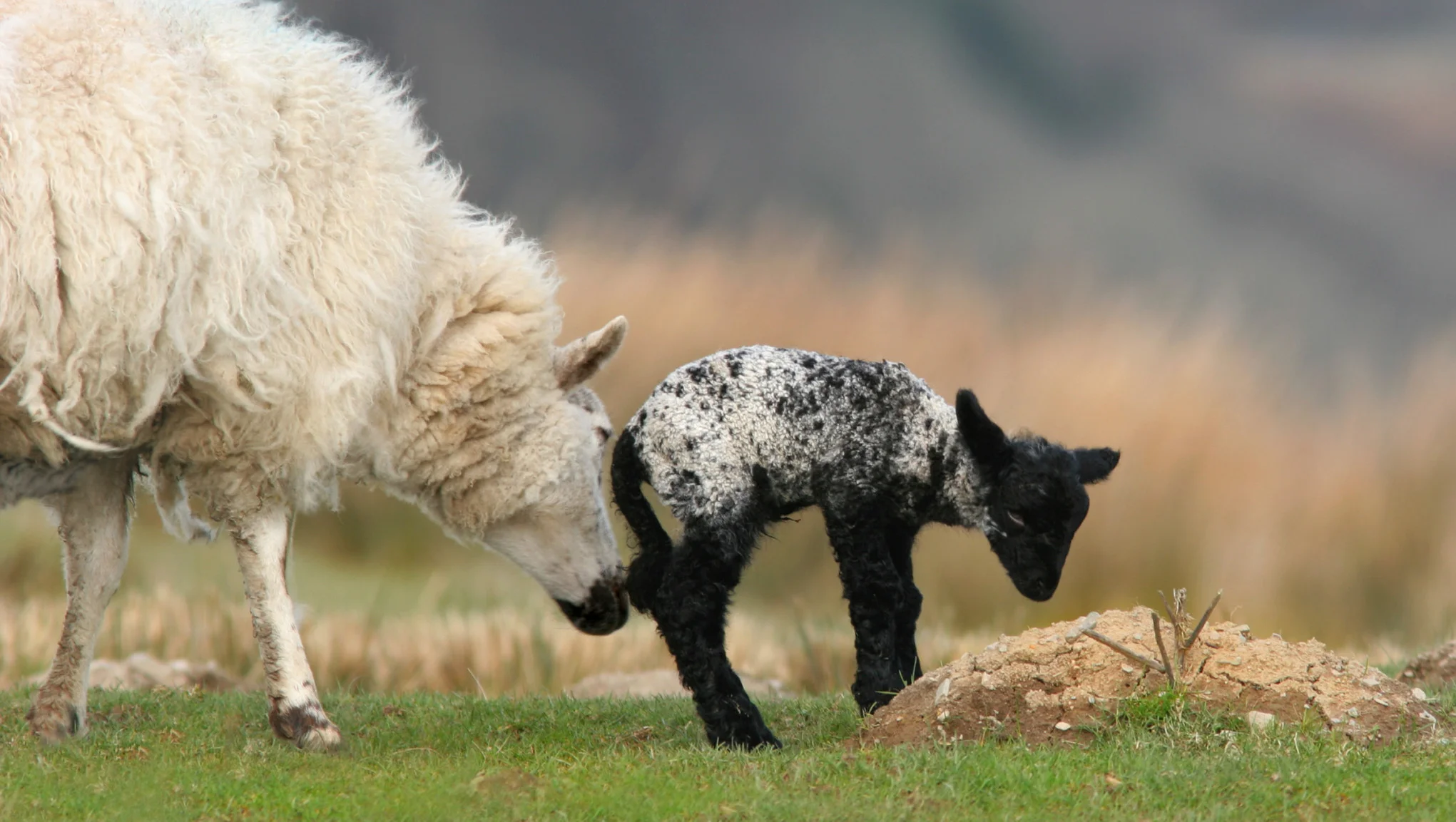 Nudging people to do what they want to do — Adam Smith Institute