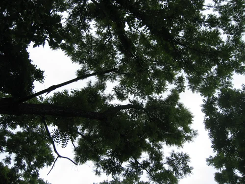 George Lorimer Preserve — olc