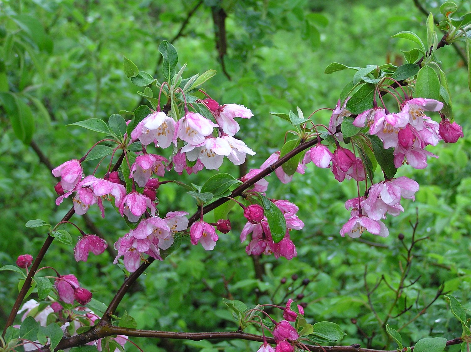 George Lorimer Preserve — olc