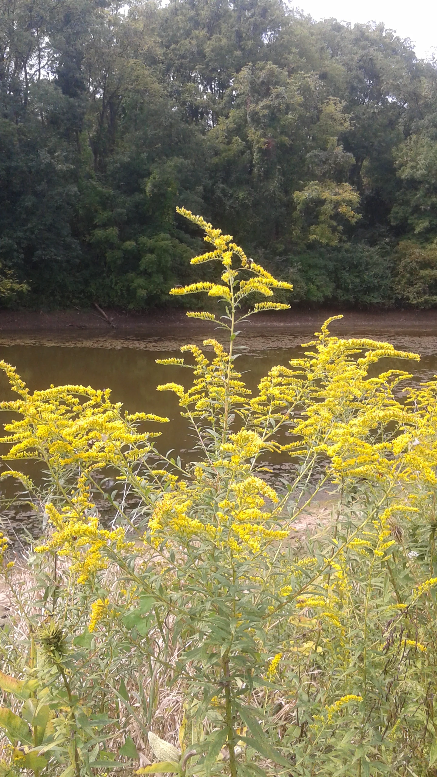 George Lorimer Preserve — olc