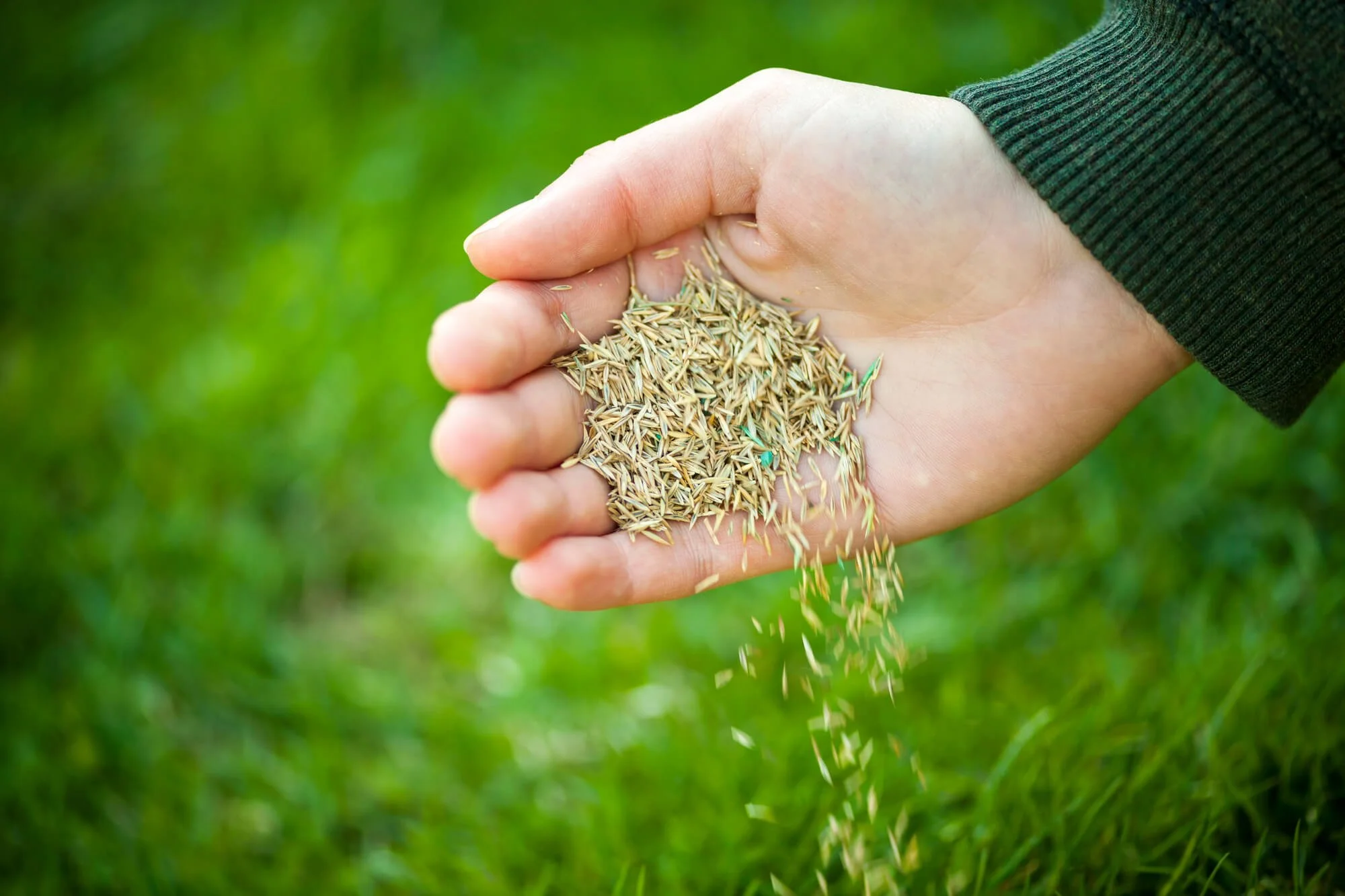 Best Time to Plant Grass Seed in Reno | Cory’s Lawn Service ...