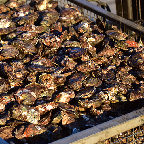 Wholesale — Copps Island Oysters