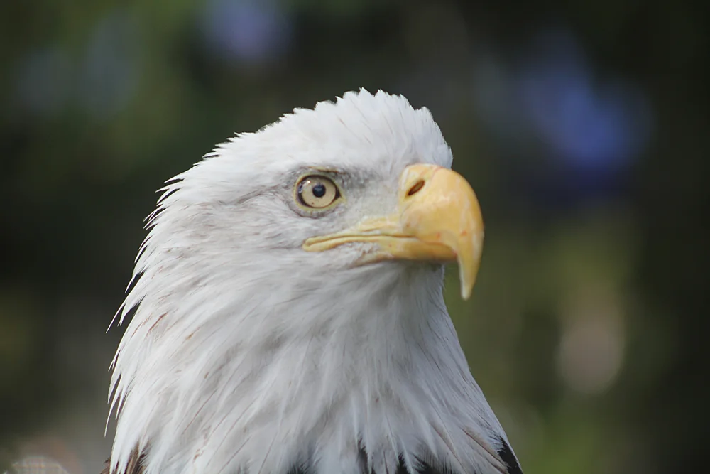 The Bald Eagles of Conowingo Hydro Station — Parks & Points