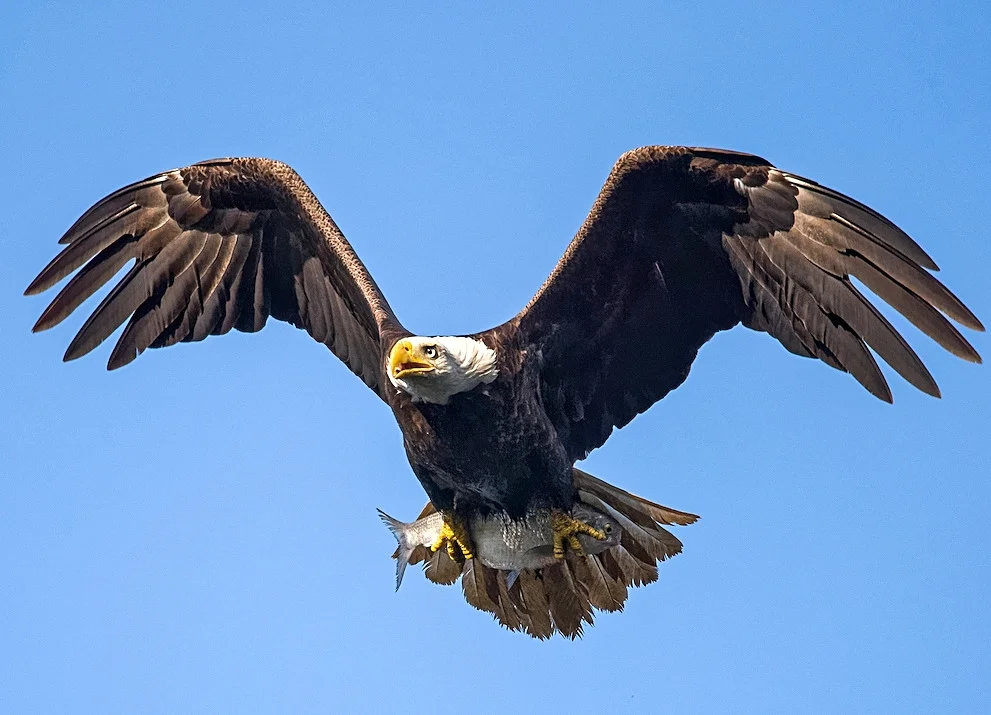 The Bald Eagles of Conowingo Hydro Station — Parks & Points
