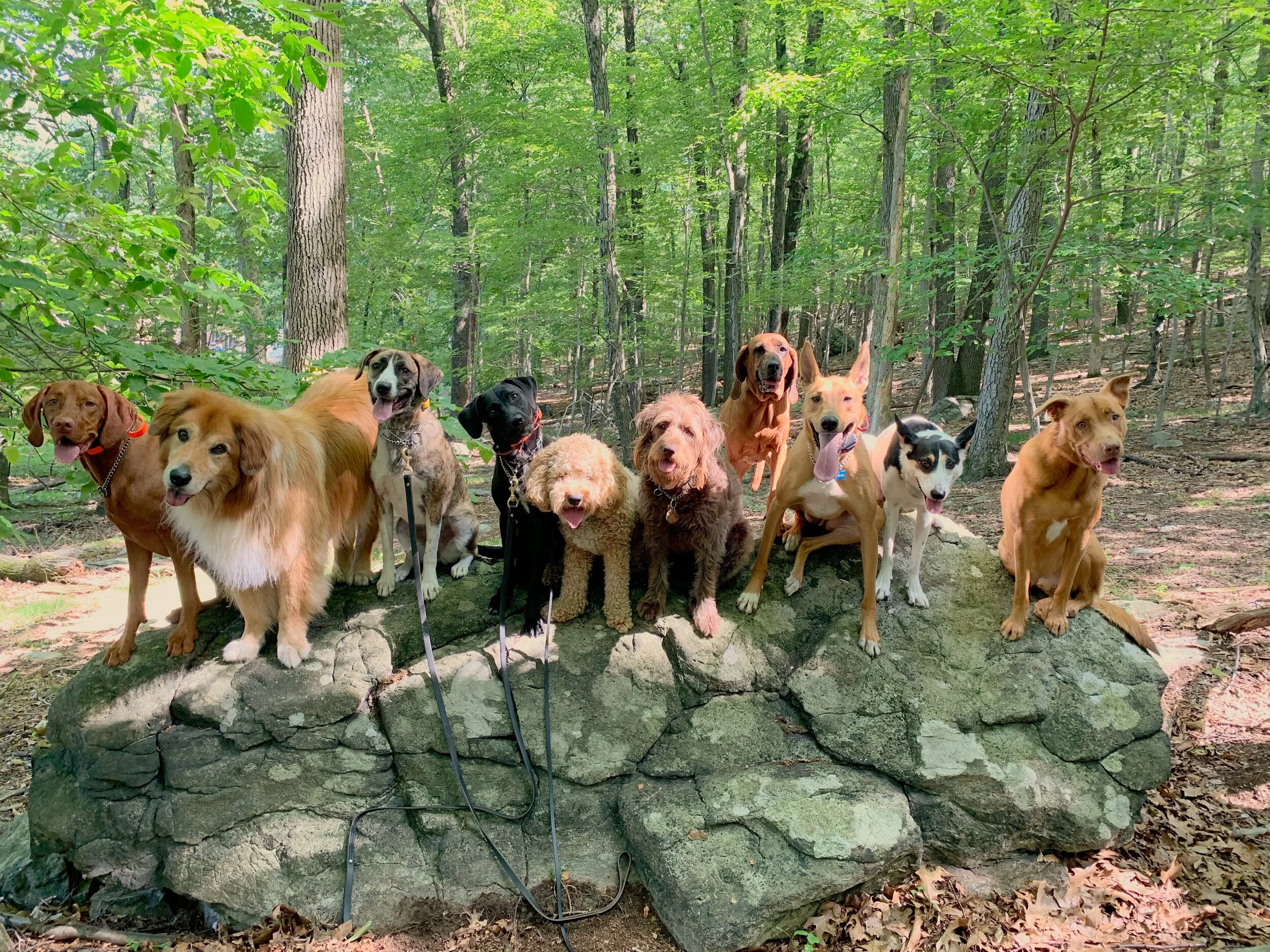Dogs Unleashed K9 Training