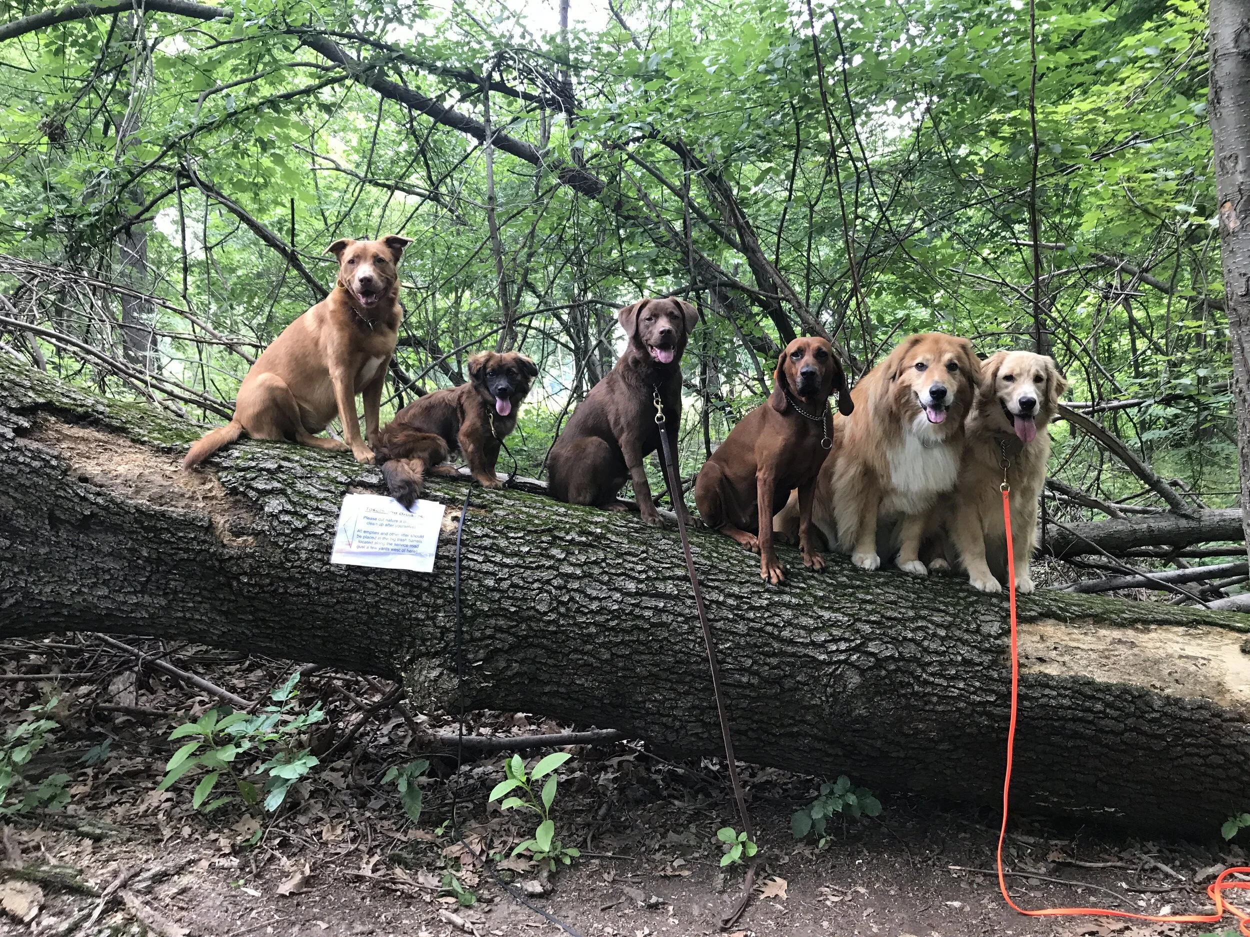 Dogs Unleashed K9 Training