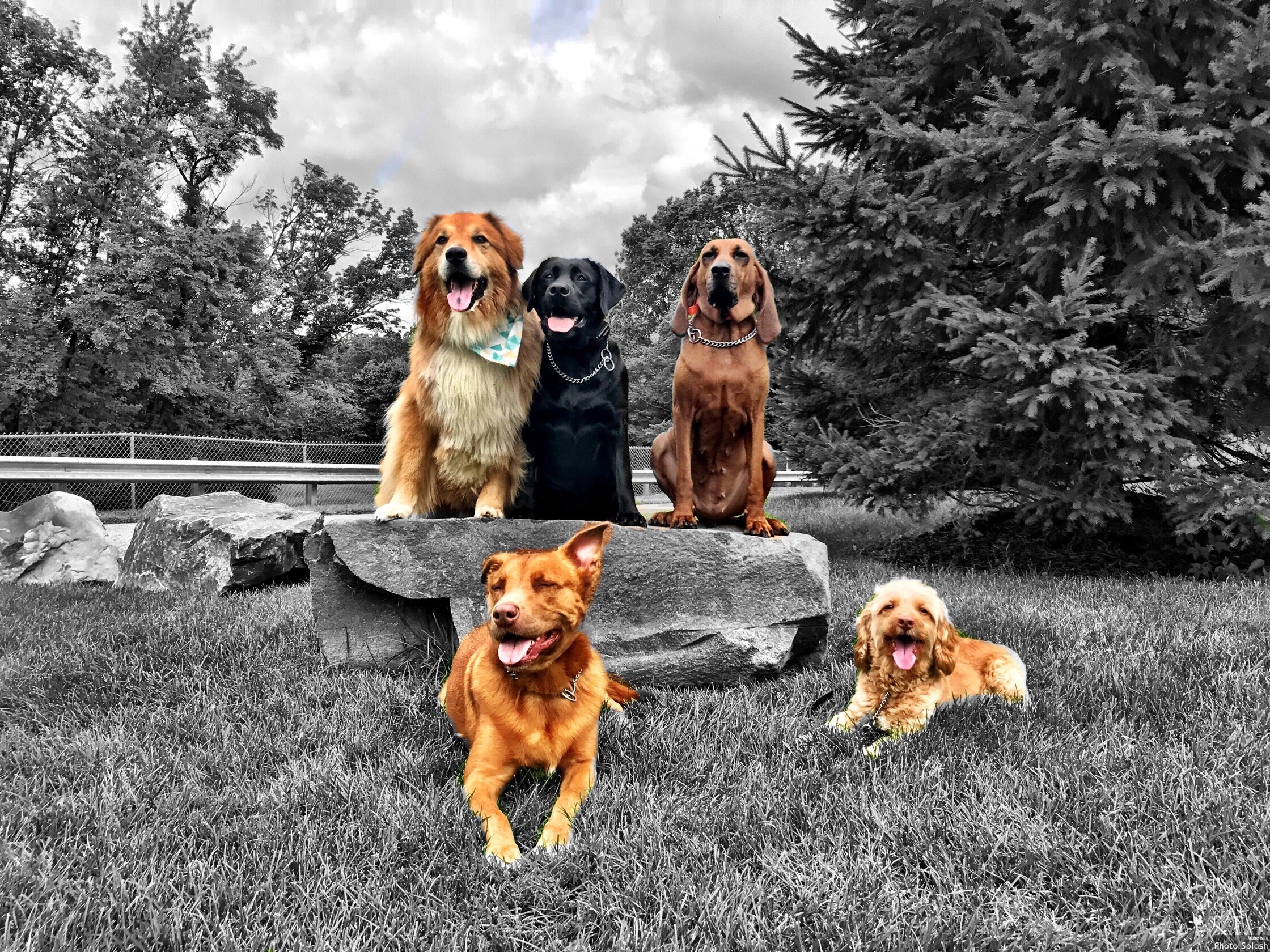 Dogs Unleashed K9 Training