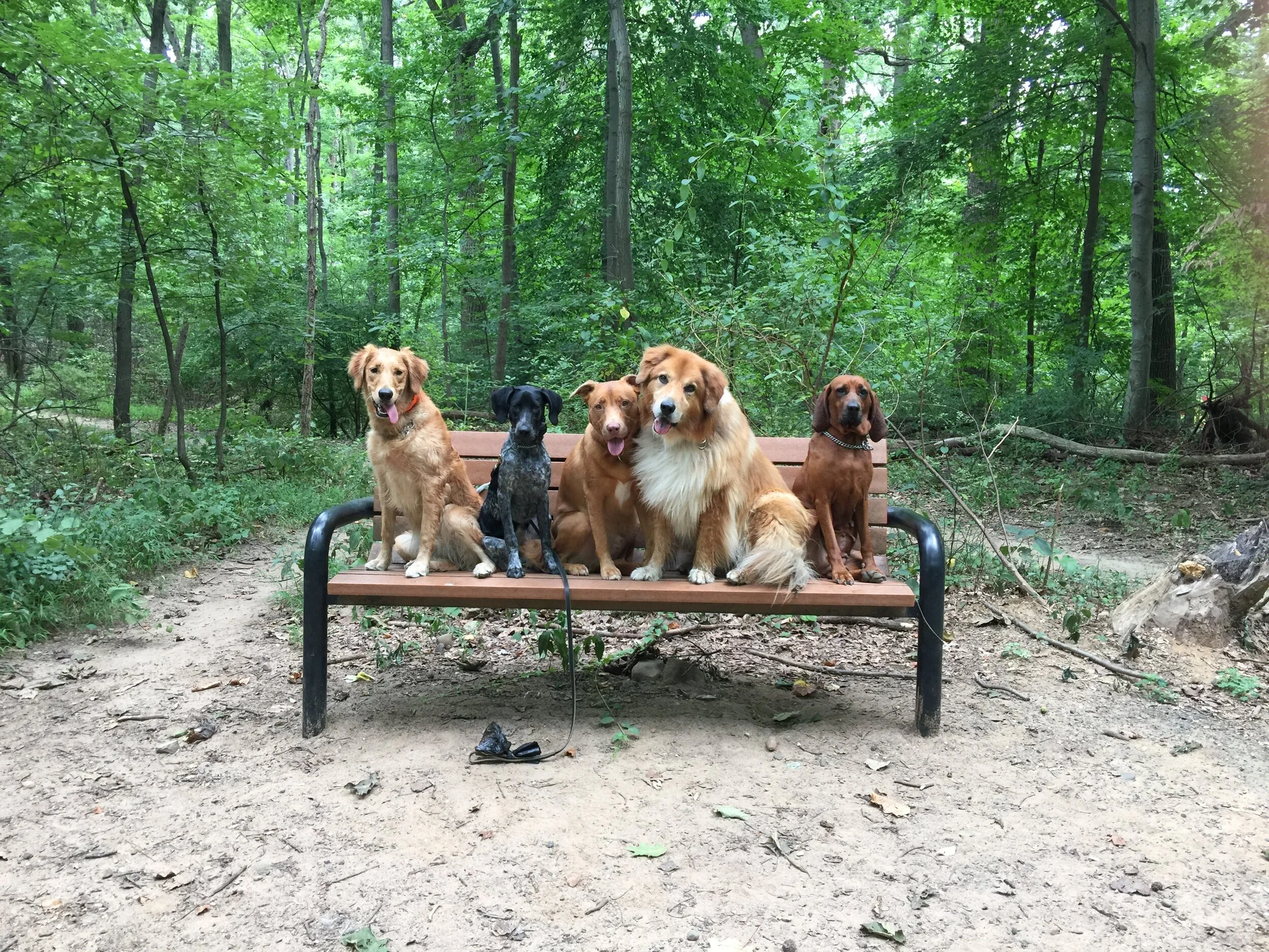 Dogs Unleashed K9 Training