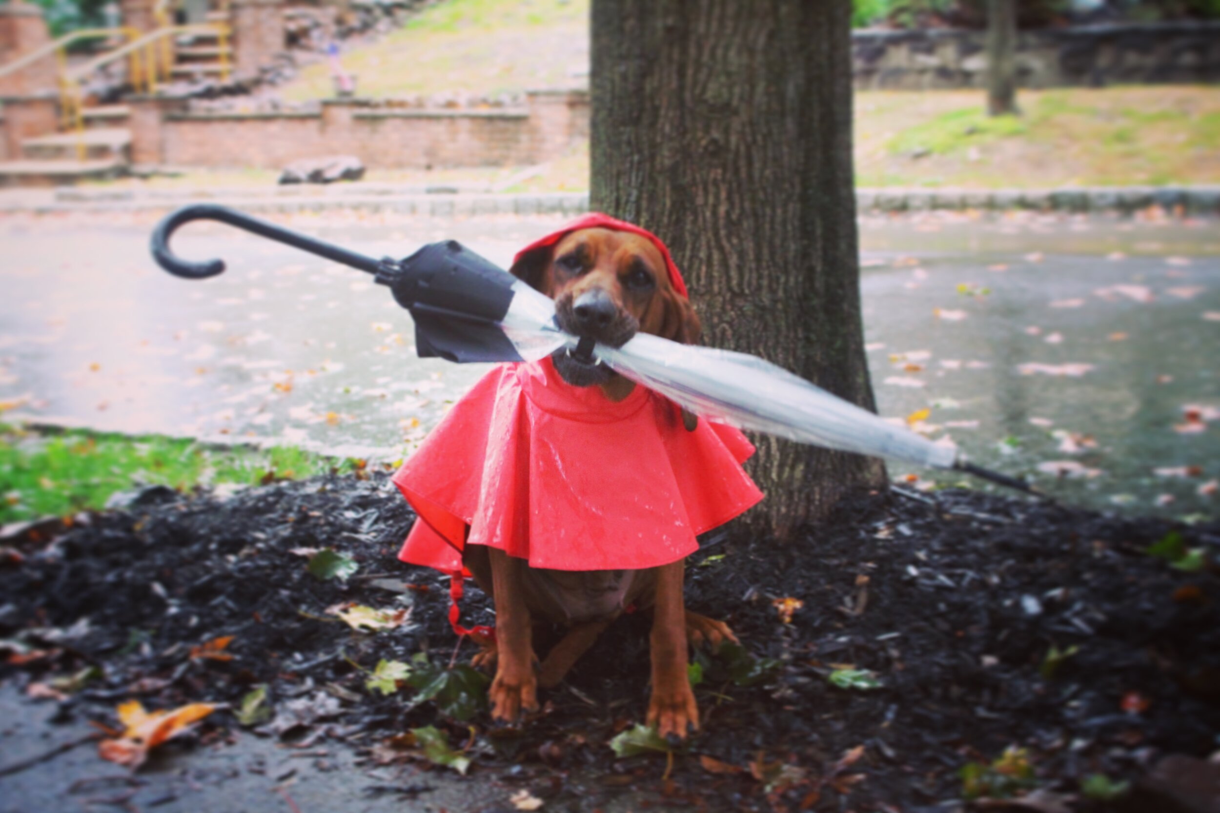 Dogs Unleashed K9 Training