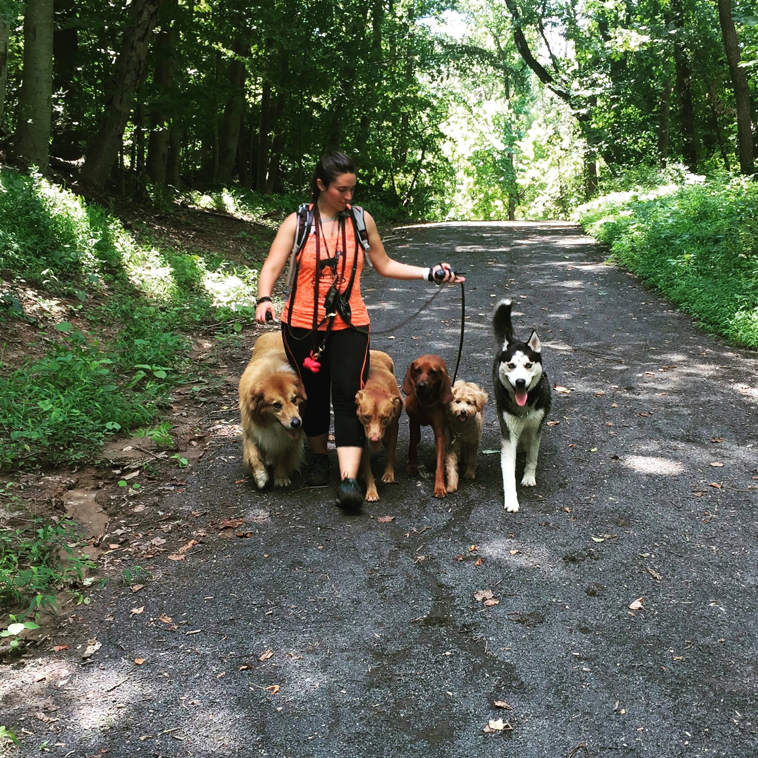 Dogs Unleashed K9 Training