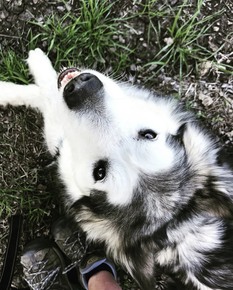 Dogs Unleashed K9 Training