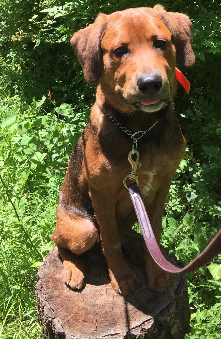 Dogs Unleashed K9 Training