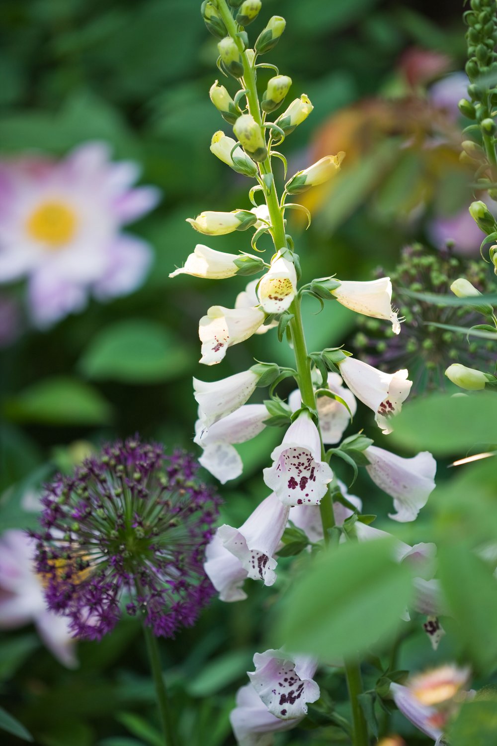 How We Work — Butter Wakefield Garden Design Ltd