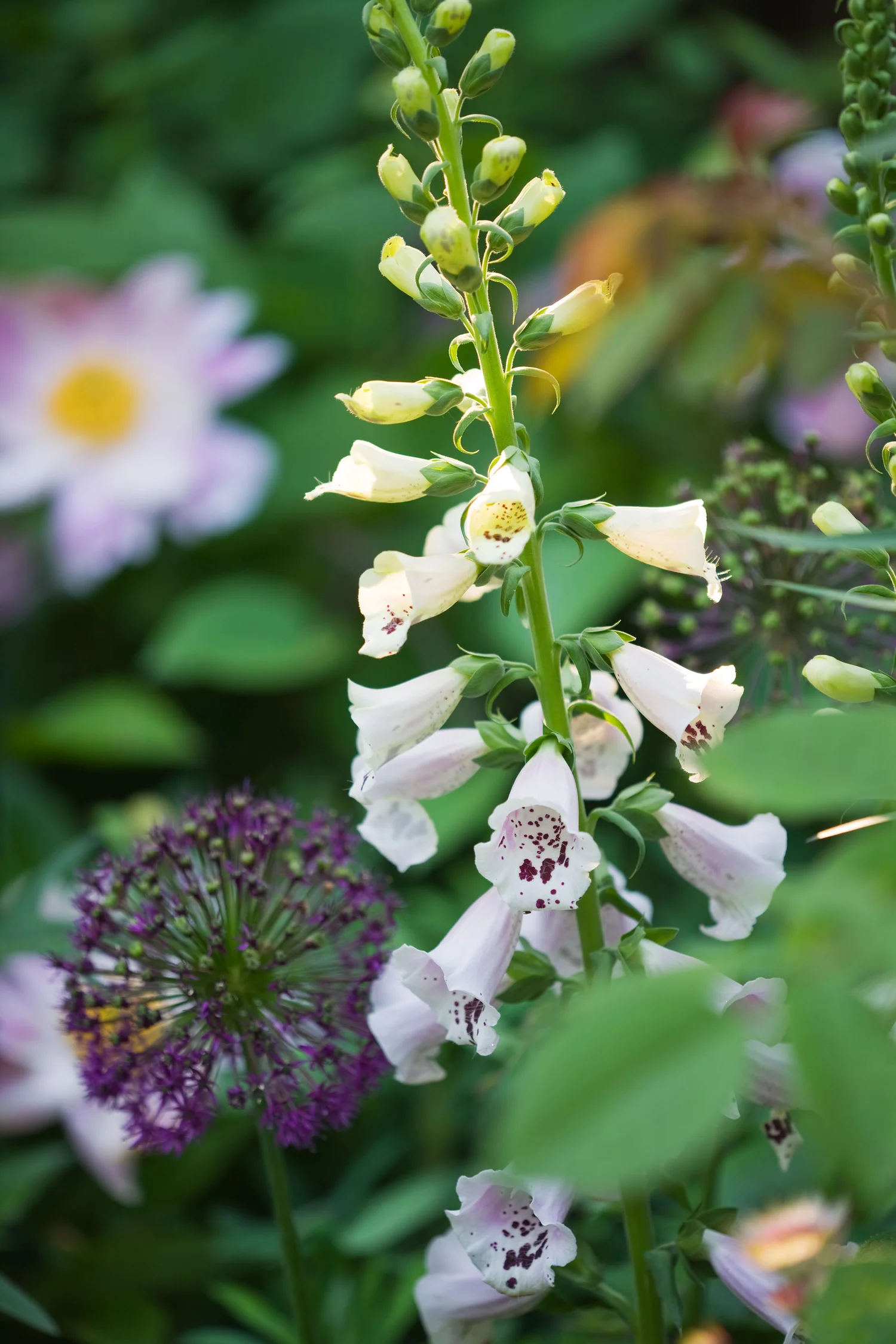 How We Work — Butter Wakefield Garden Design Ltd