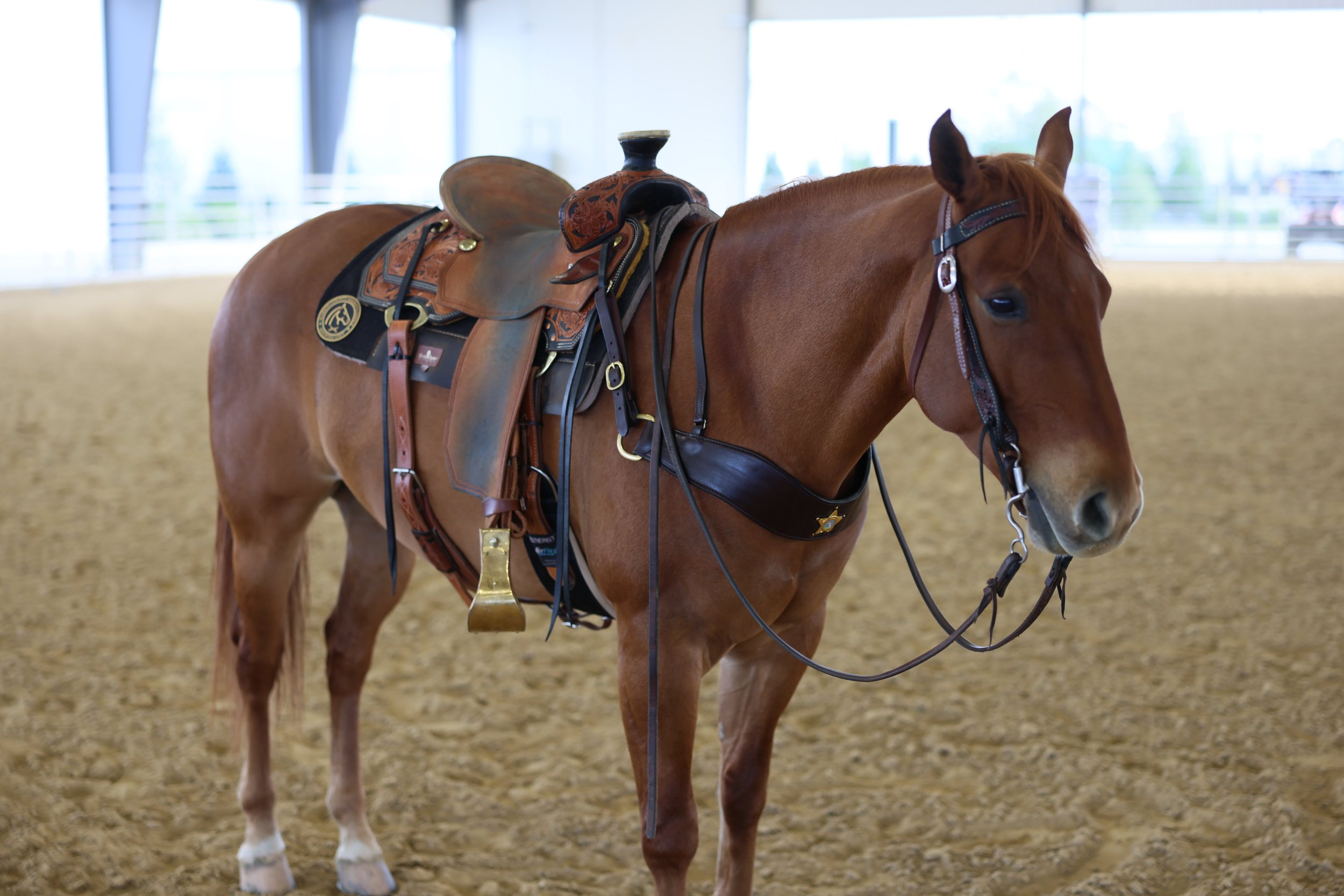 MOUNTED UNIT — Marion County Sheriff's Office