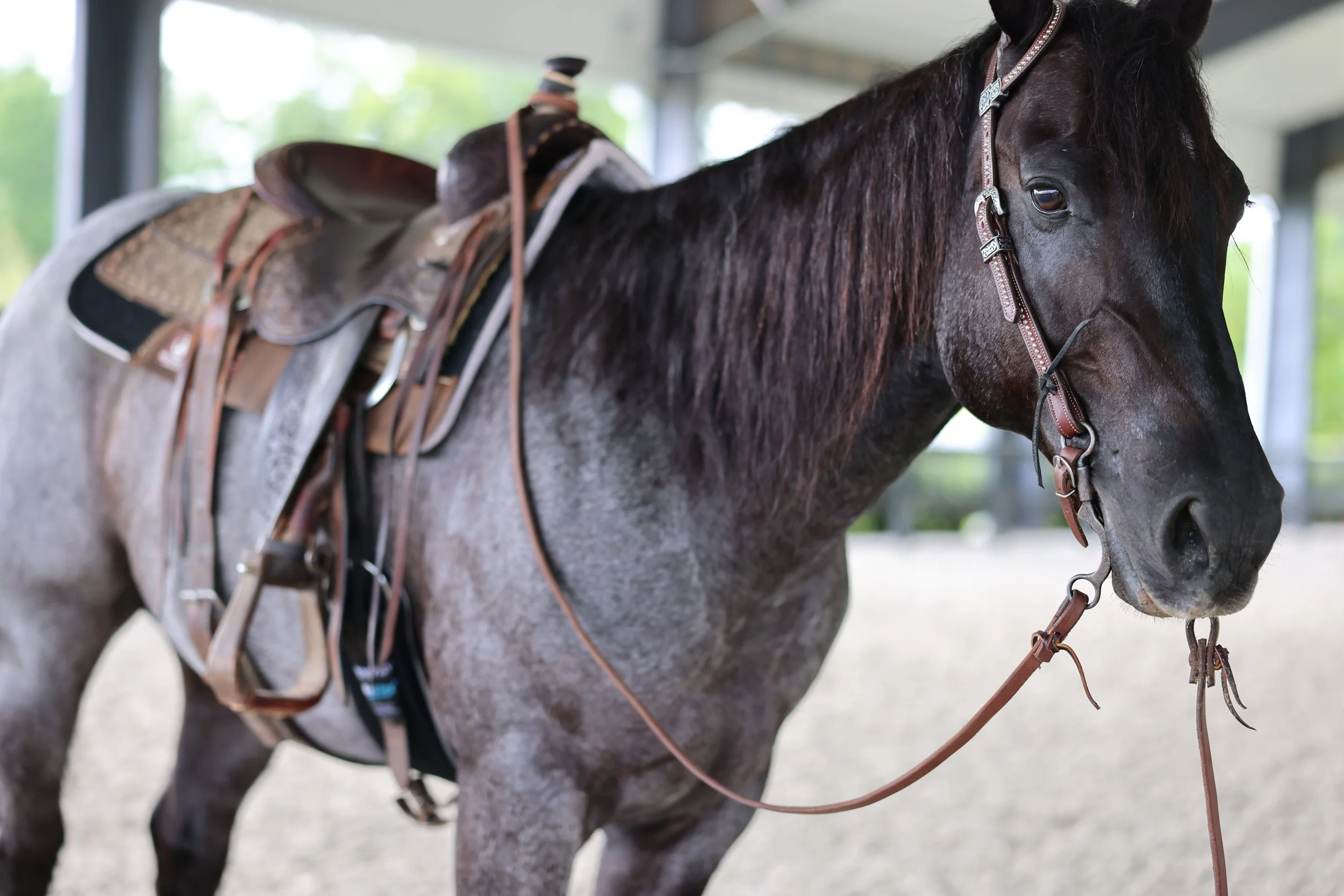 MOUNTED UNIT — Marion County Sheriff's Office