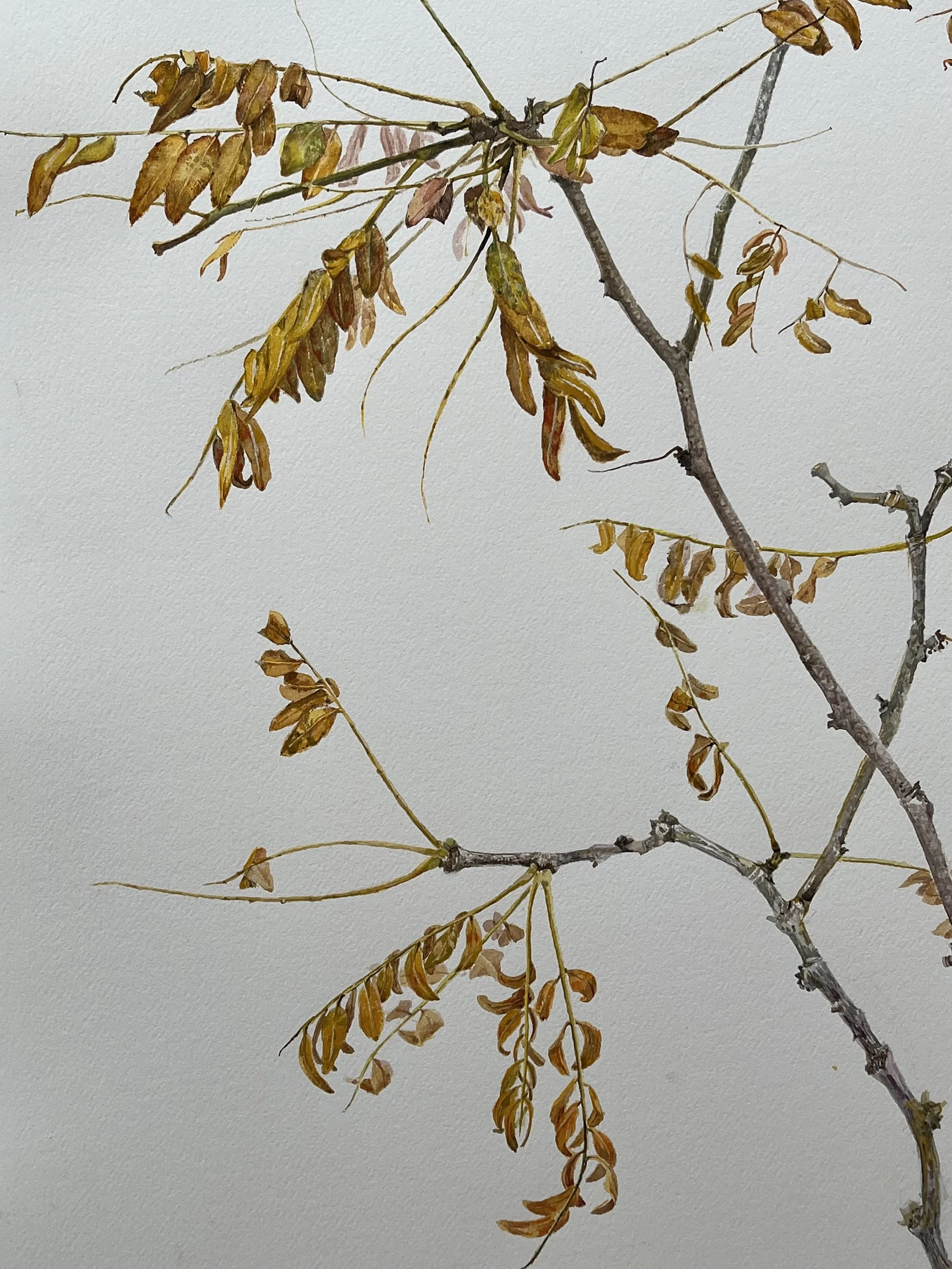 Watercolours — Val Archer