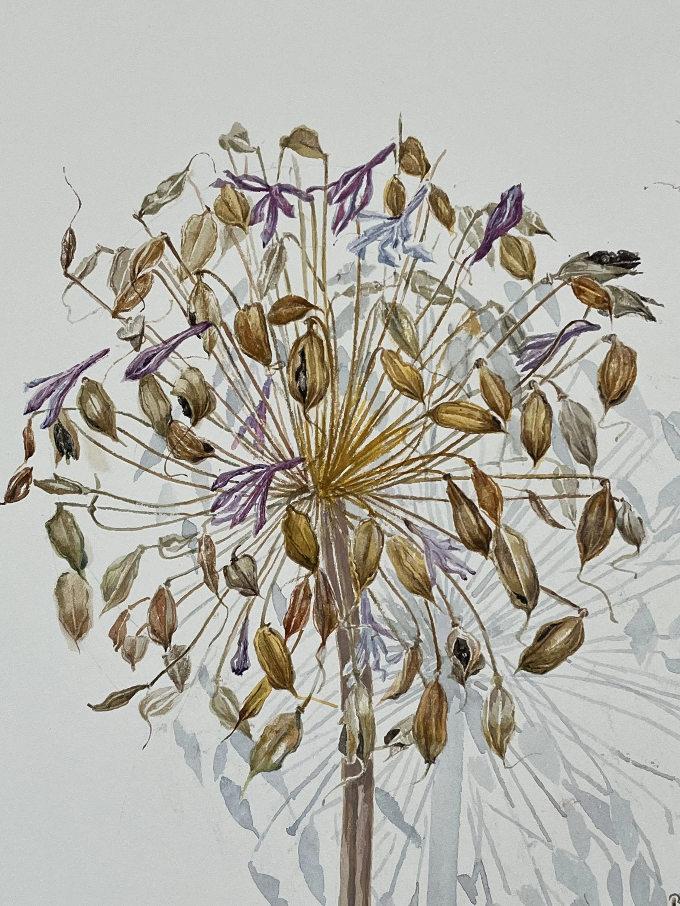 Watercolours — Val Archer