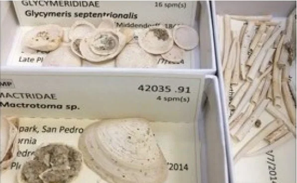 Paleontology — Applied EarthWorks, Inc. - Cultural Resource Management