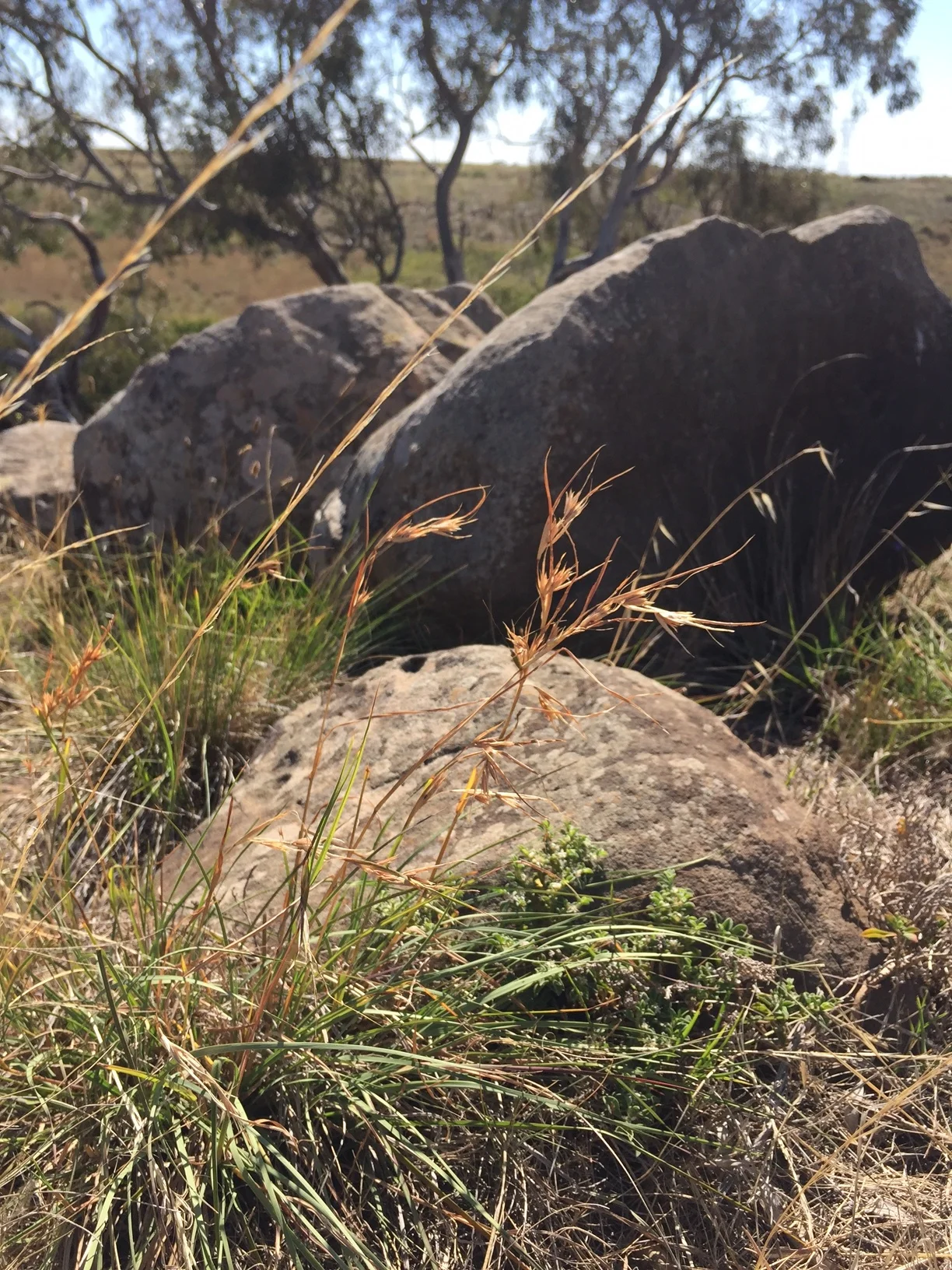A critically endangered grassland oasis — Outside Four Walls