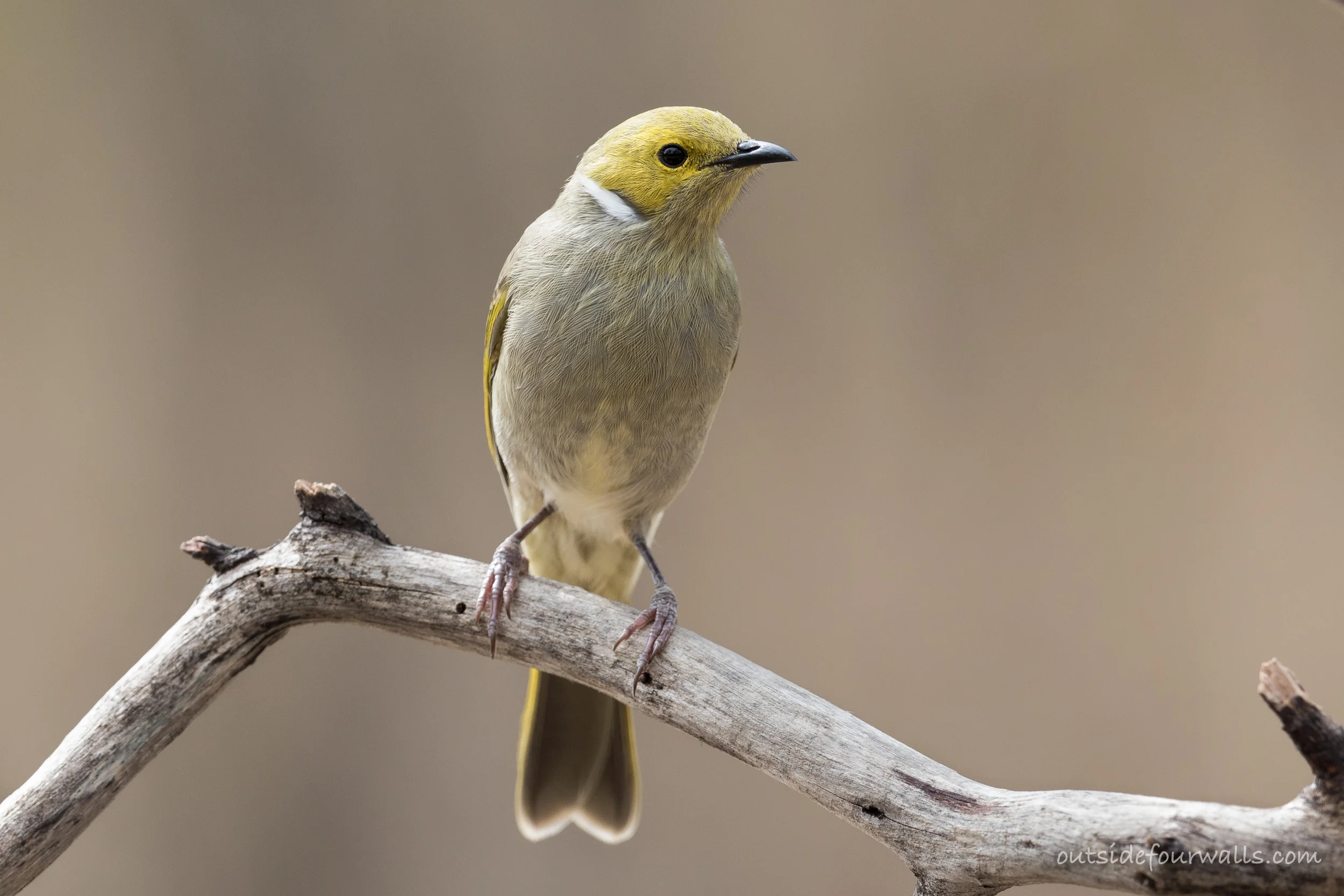 Birds of Finches Gully — Outside Four Walls