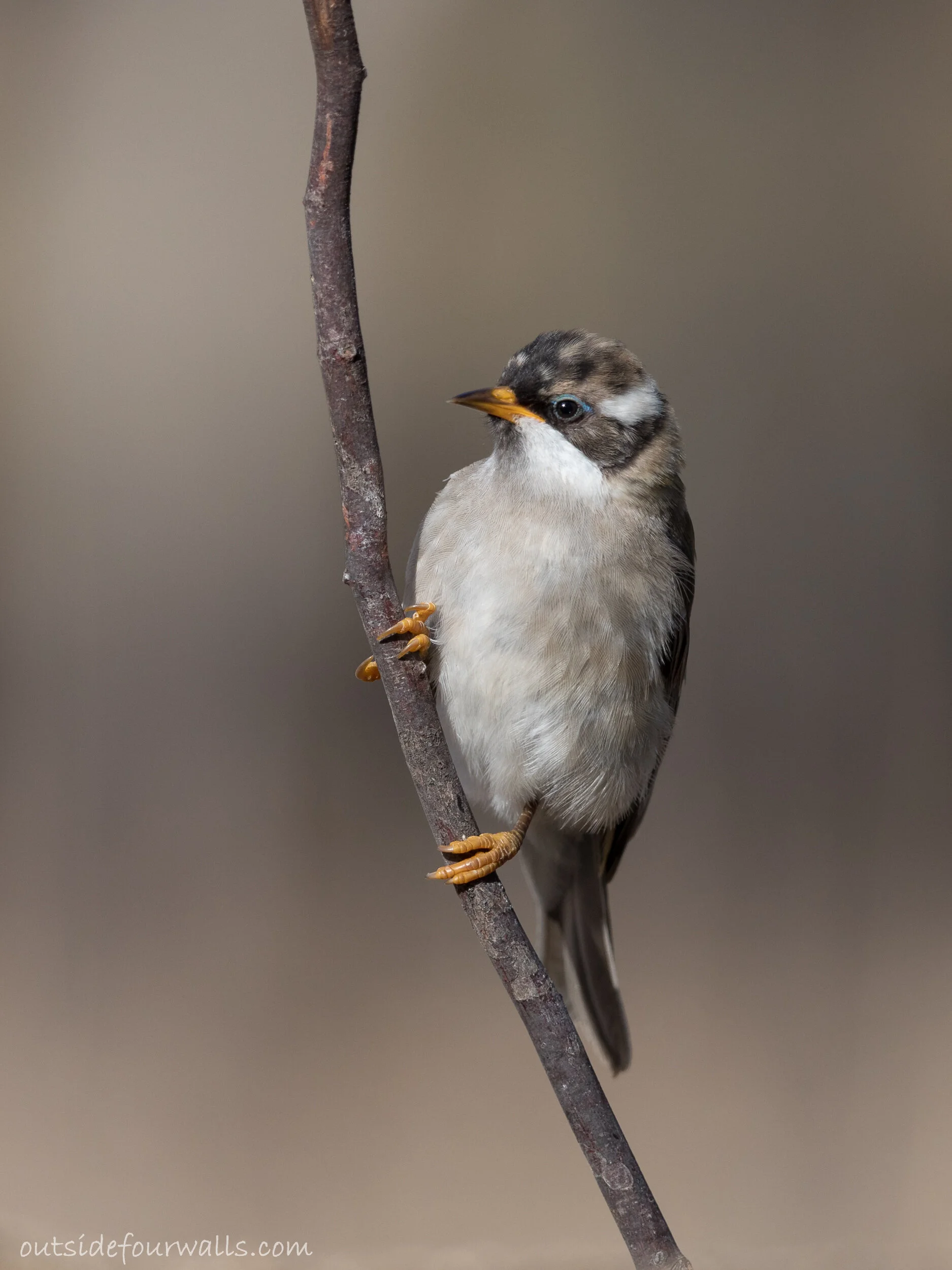 Birds of Finches Gully — Outside Four Walls