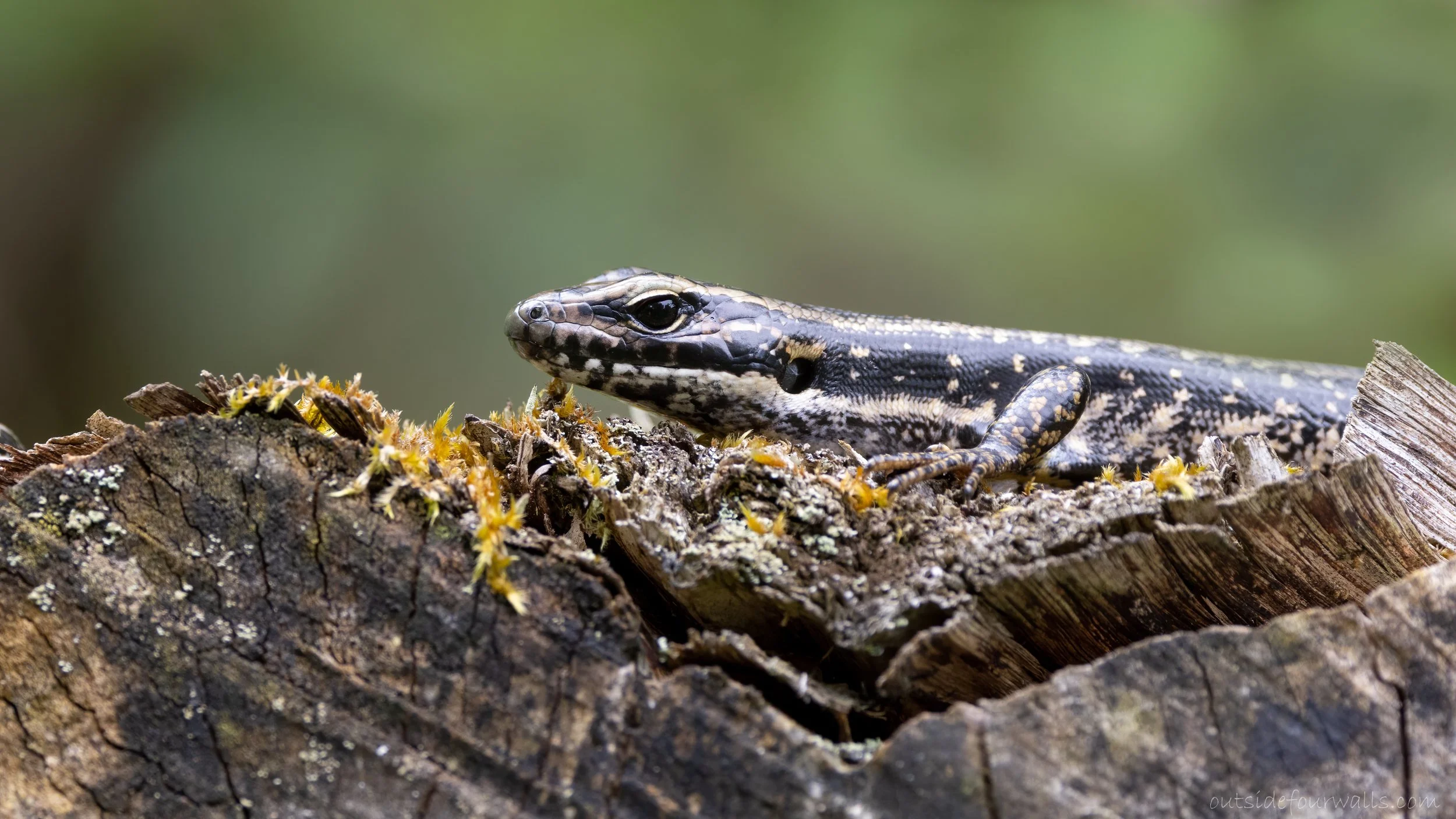 Animals — Outside Four Walls