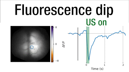 Multiscale Functional and Molecular Imaging Lab