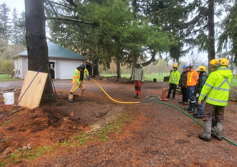 Heritage Tree Care-Professional tree care and removal in Toronto-Blog