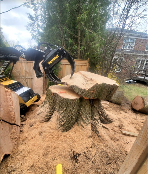 Heritage Tree Care-Professional tree care and removal in Toronto-Blog